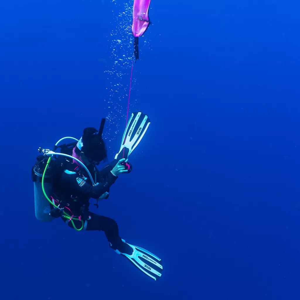 Cursos - mantasdivers.com