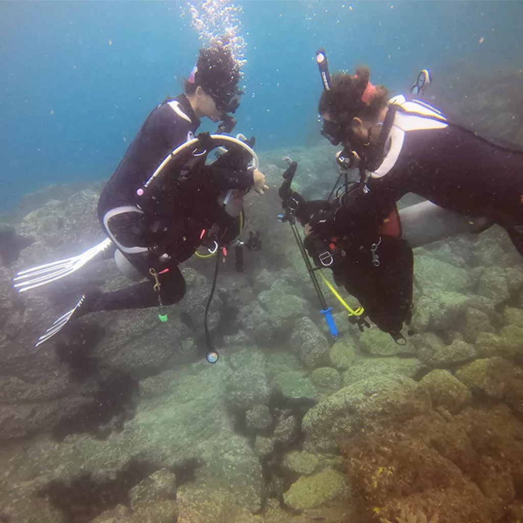 Cursos - mantasdivers.com